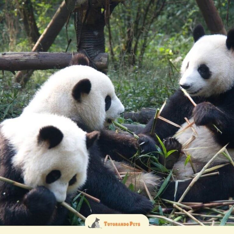 Pandas Gigantes em 2025: Triunfo da Conservação Chinesa - Tutorando Pets